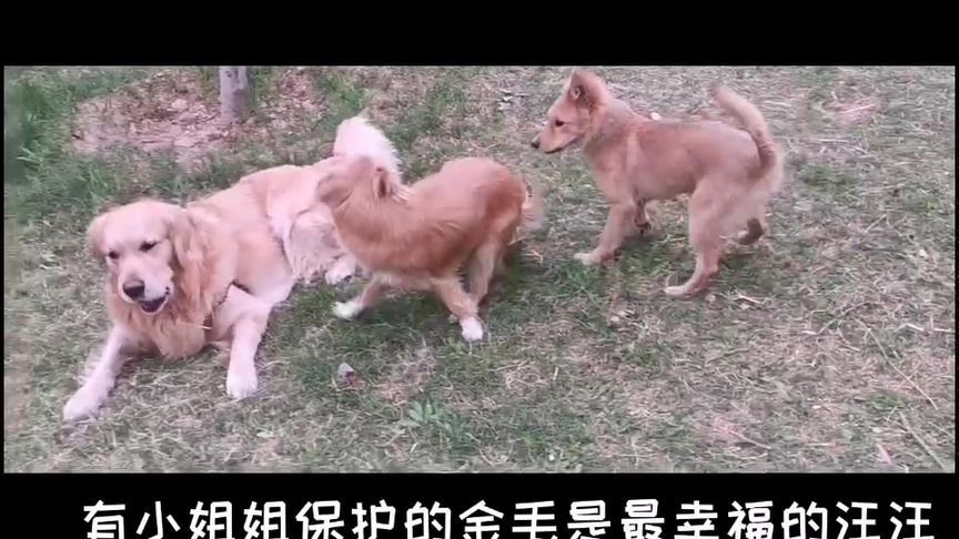 小黄姐姐:哪来这么吵的小狗,不许打扰我的K弟,滚滚滚吧#金毛