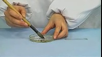 《观察叶片的结构》_标清