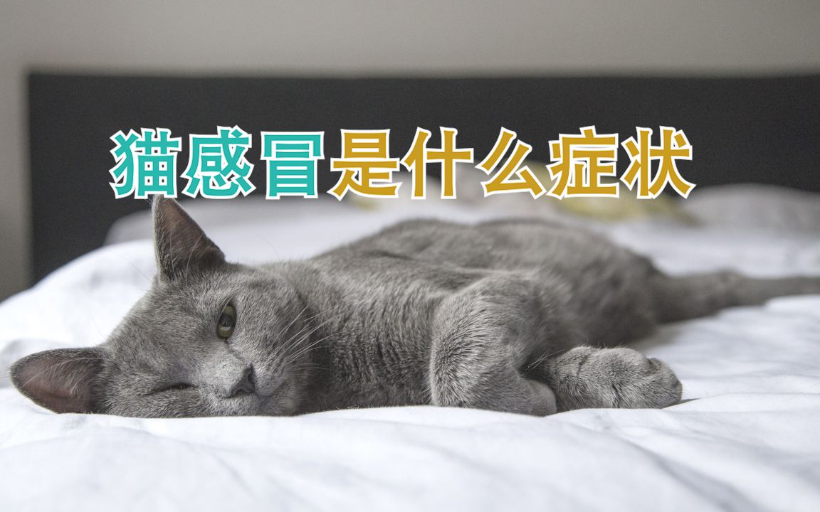 猫感冒是什么症状
