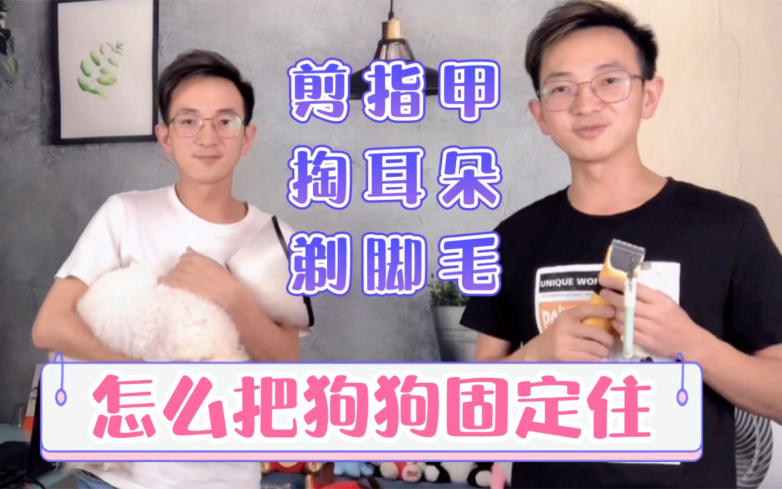 狗狗剪脚趾甲、掏耳朵、剃脚毛等不配合怎么办?(比熊/泰迪/宠物)