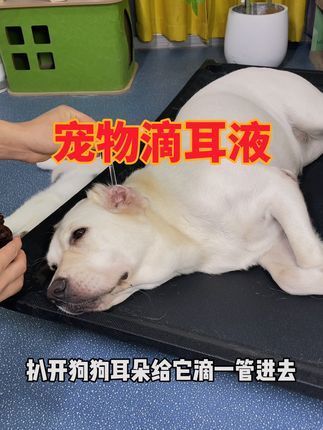 有用过水样滴耳液的家长都知道,用了等于没用,精油的嘎嘎好使 #新手养狗 #耳螨 #滴耳液