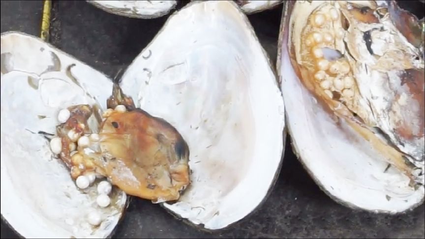 小贩当街做抛光 土珍珠瞬间变宝贝