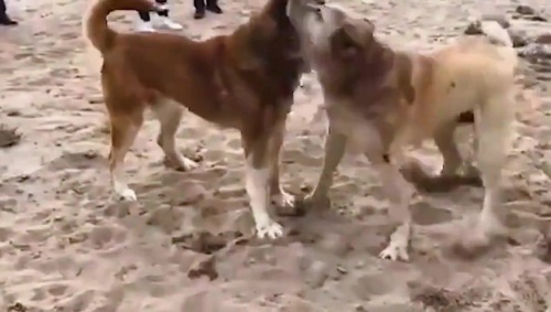 精彩的斗狗比赛,两只都很厉害,文无第一武无第二,要一决雌雄了