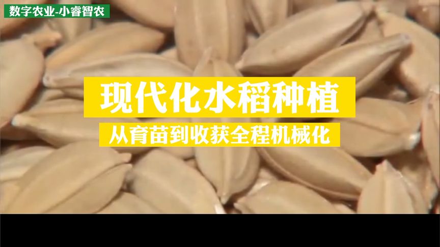 现代化水稻种植,从育苗到收获全程机械化 #农业机械 #农业科技