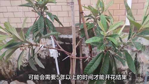 盆栽枇杷开花结果需要几年,附枇杷树种植方法