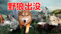 野狼模拟器 跟着狼王混的第一天