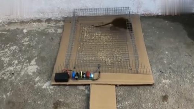 牛人发明:小伙用电蚊拍做了个捕鼠神器!老鼠:你想吃烤的?