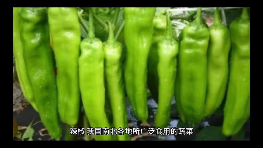 【辣椒高产种植技术,其实管理很简单。