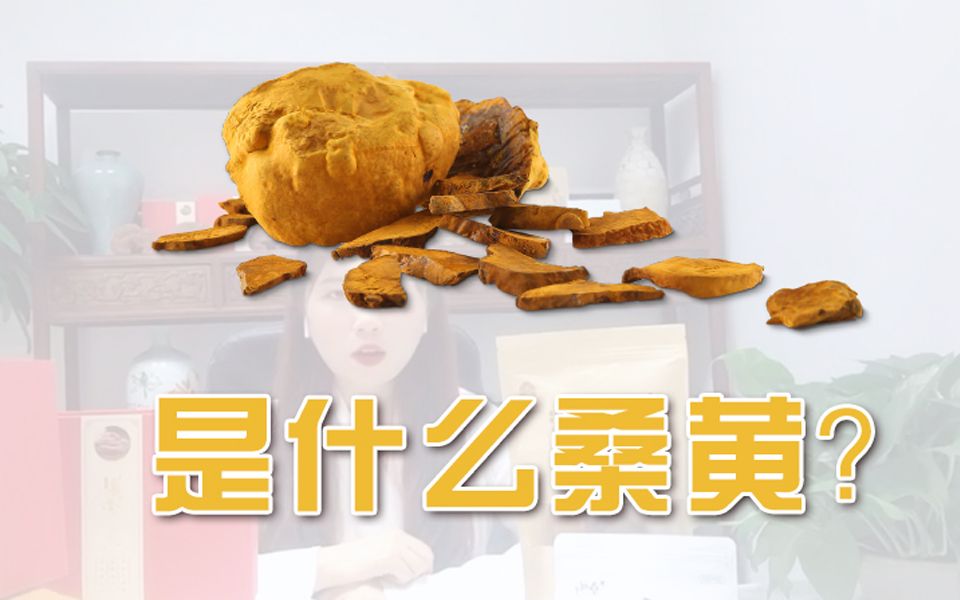 老桑树桑黄课堂—桑黄是什么?