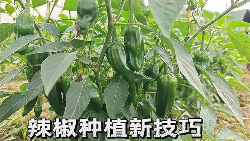 辣椒种植"新技巧",掌握四大要点,辣椒高产是别人的好几倍