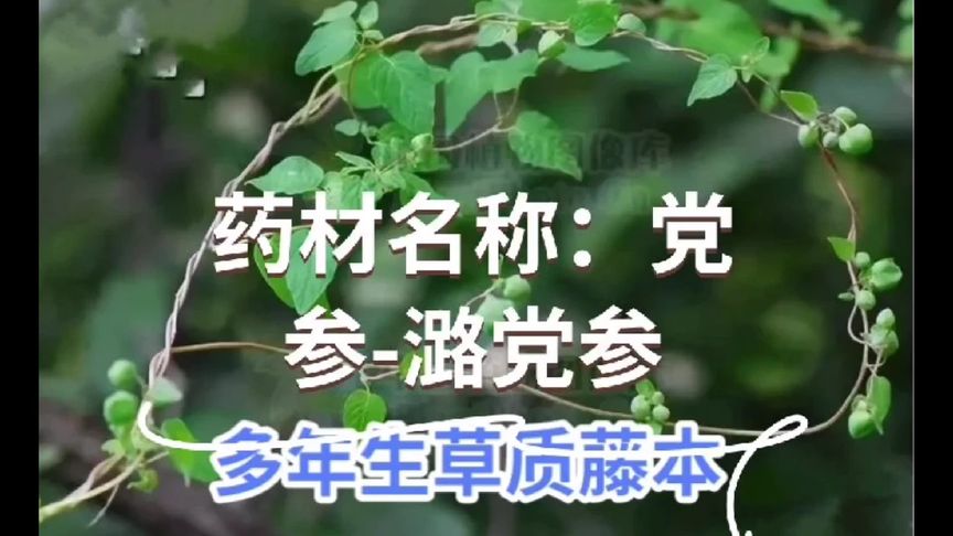 中草药知识大全,中草药,中药名称:党参的作用与功效