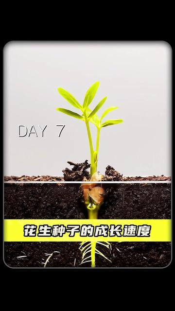 你知道植物种子是怎么发芽的吗? #植物生长过程 #科普记录