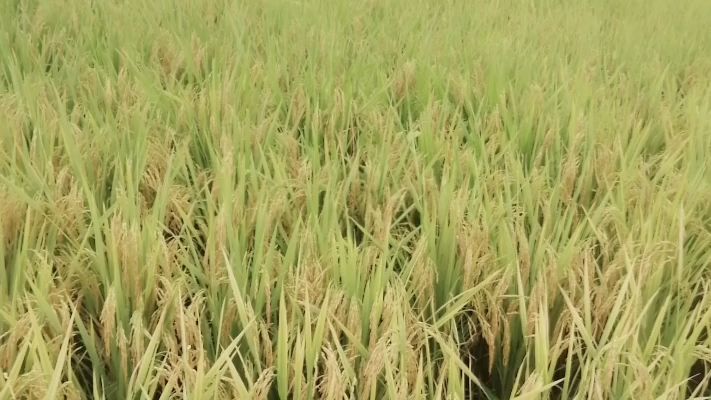 阿海无意中拍到的,金灿灿的稻谷,水稻成熟了