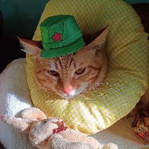佩奇是只肥猫 