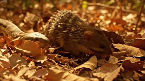 蛇王计中计!精准猎杀瞬间惊呆全场,慢放都看不清