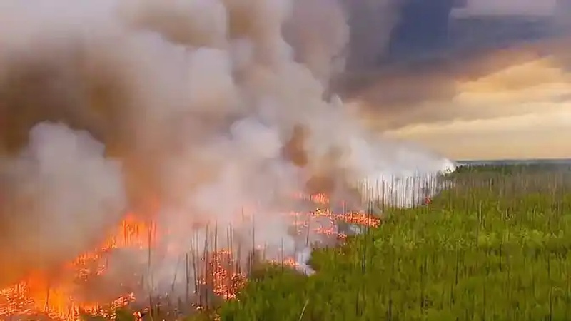 地球之肺正面临不能承受之重,森林大火已持续燃烧16天