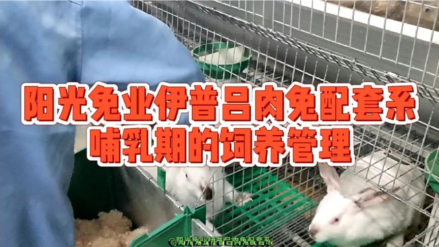 生产流程合集-哺乳期的饲养管理
