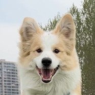边牧鲁米 