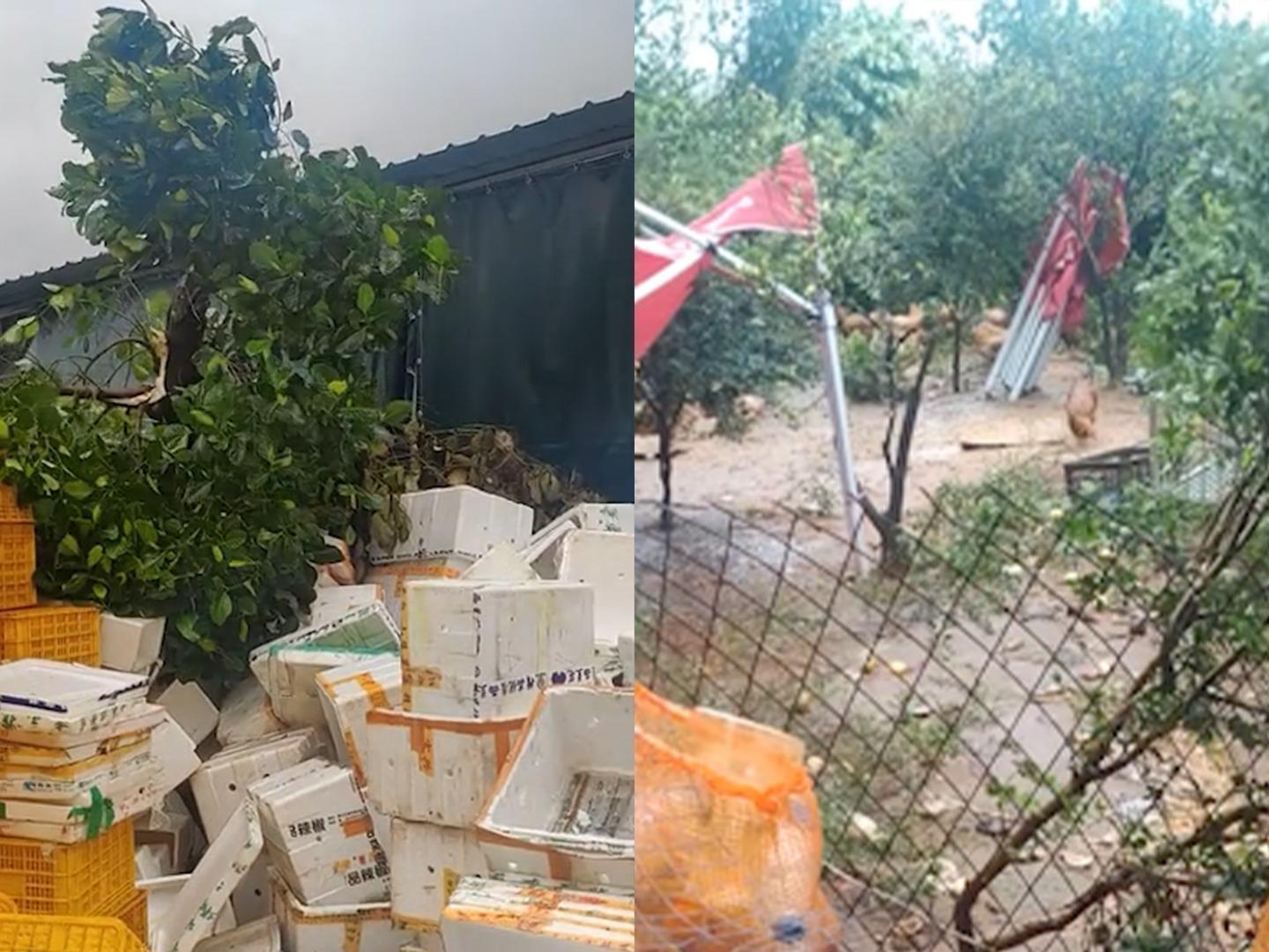 全红婵父亲晒家中果园受台风影响,树枝折断一片狼藉:果子掉一地