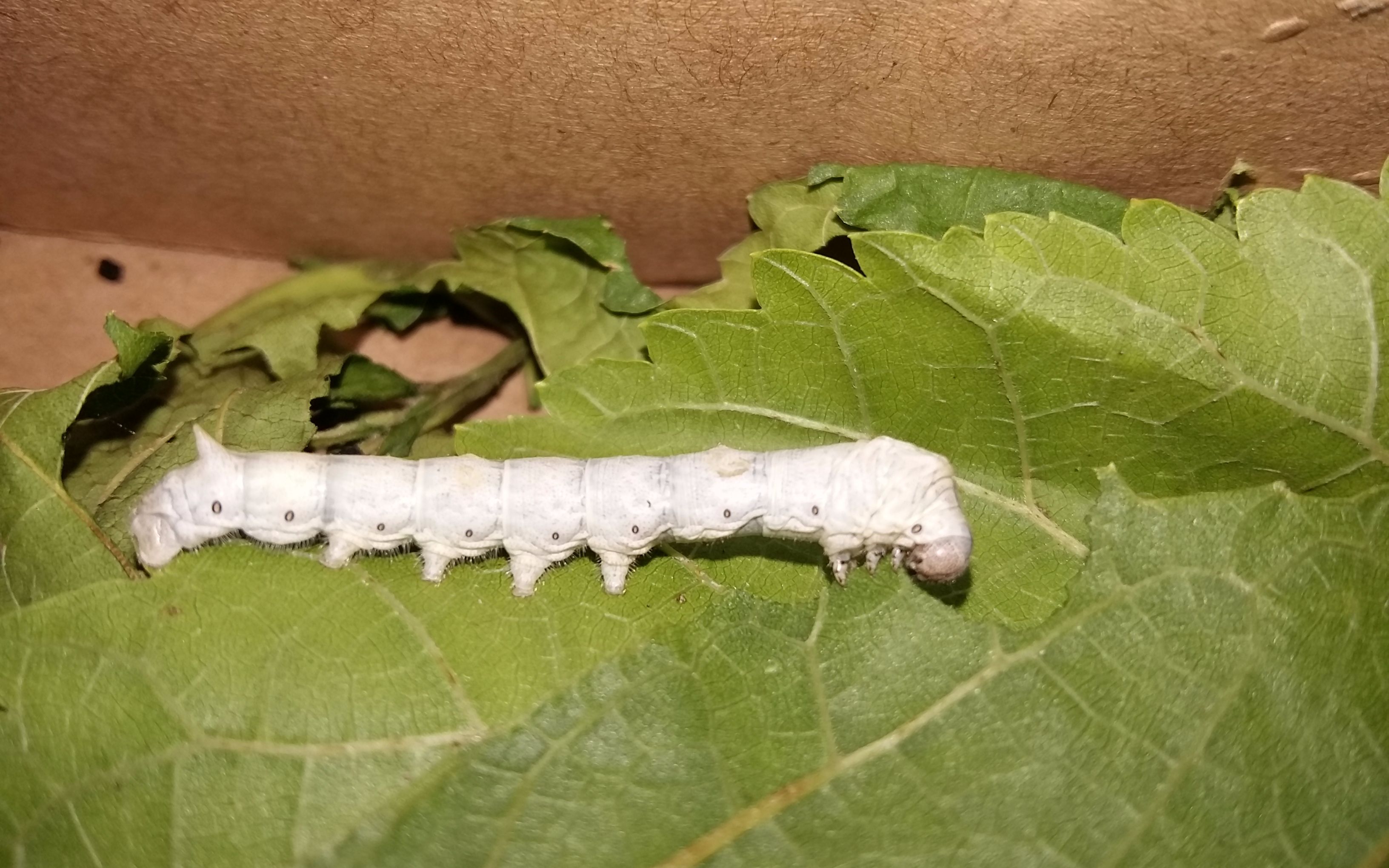 什么!蚕宝宝的一生居然是这样的