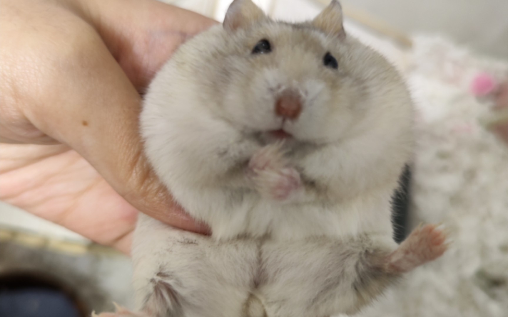 会上厕所的小仓鼠有多可爱