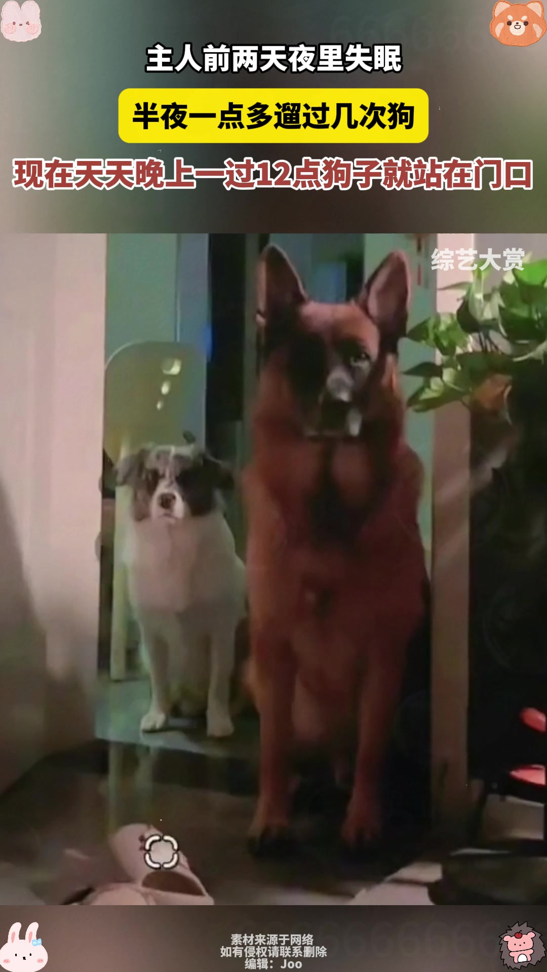 #主人前两天夜里失眠 半夜一点多遛过几次狗 现在天天晚上一过12点...