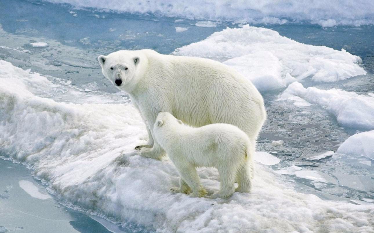 【双语】极地地区的时区怎么算?@阿尔法小分队科教组