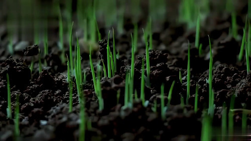 一粥一饭当思来之不易--水稻的一生