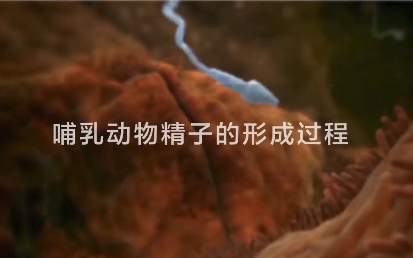 2.1 减数分裂精子的形成过程