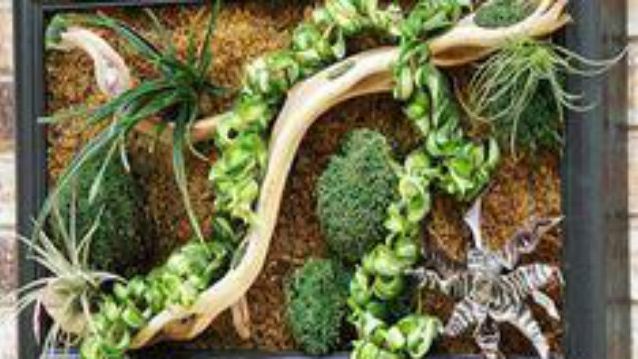 自制多肉相框,挂在墙上美到哭!