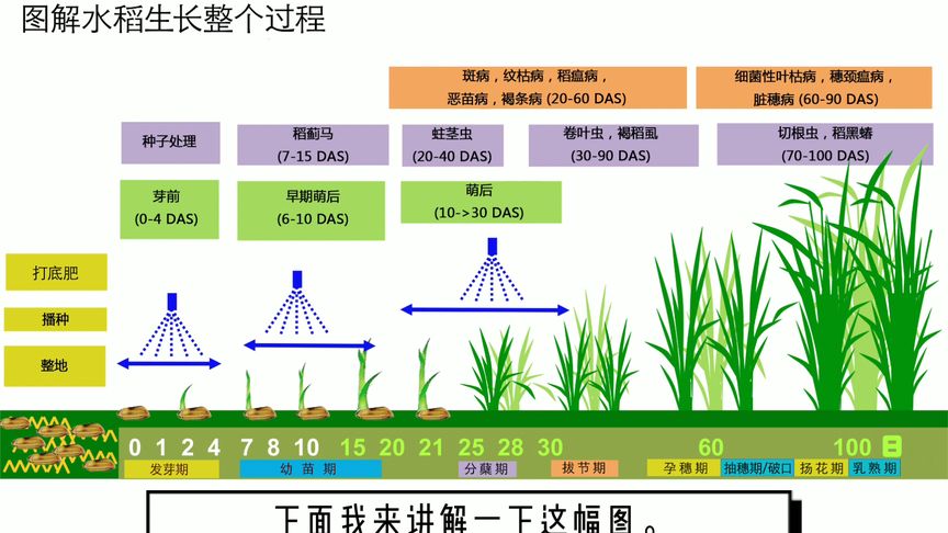 一图概述水稻生长过程