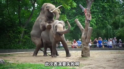 大象为了多吃几根香蕉竟然表演起了杂技
