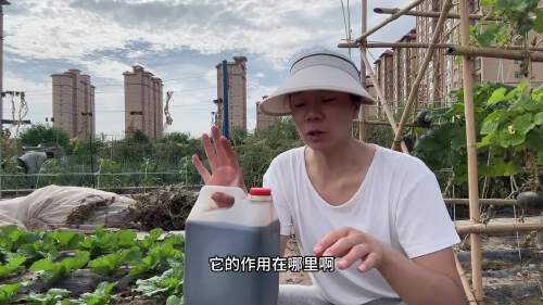 食醋是肥料和农药的增效剂,正确使用,事半功倍
