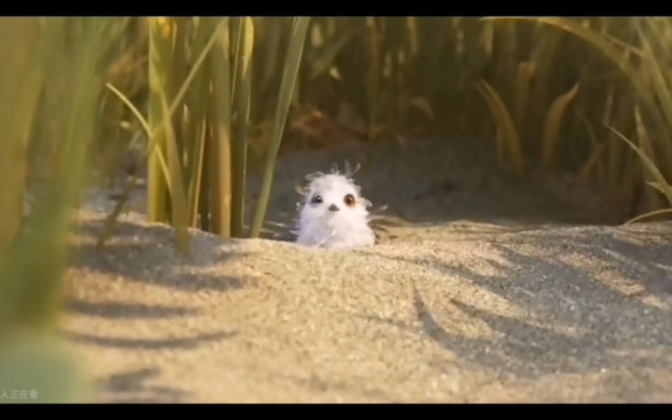 《鹬》治愈无数人的一部 奥斯卡获奖短片动画