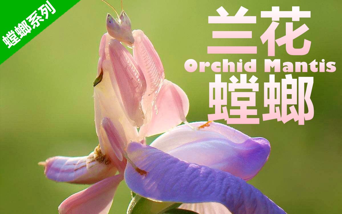 最美丽的宠物螳螂——兰花螳螂