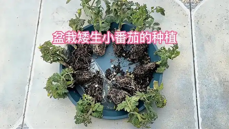 盆栽矮生小番茄种植 小巧可爱产量高 10公分高就能结满果子