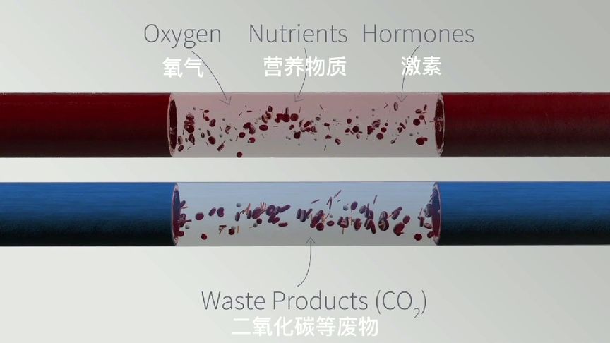 3D动画演示:心血管系统的简要介绍