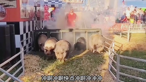 搞笑动物趣味生活知识解压现场