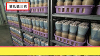 金针菇的种植,湿度和温度是关键