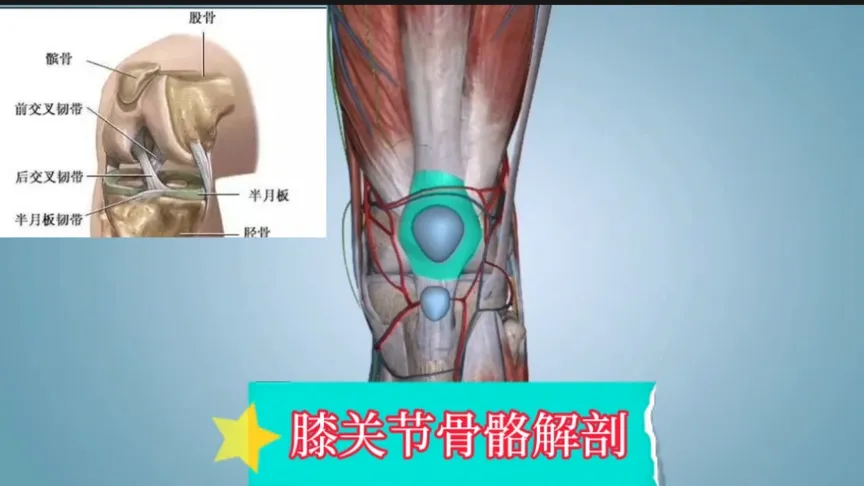 讲解膝关节骨骼解剖,了解自己的膝关节骨骼是什么样的?