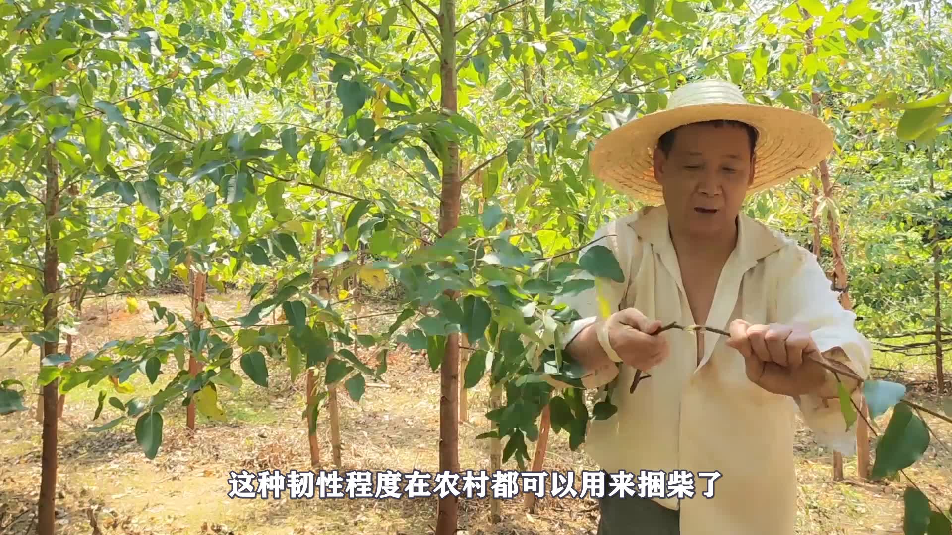 到林地去补种桉树木,分享一些种植的经验