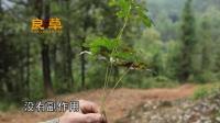 山林深处药材多多, 还都是好药呢, 这个又是治疗结石的好药
