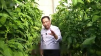 西红柿结果期管理大棚有机蔬菜种植技术