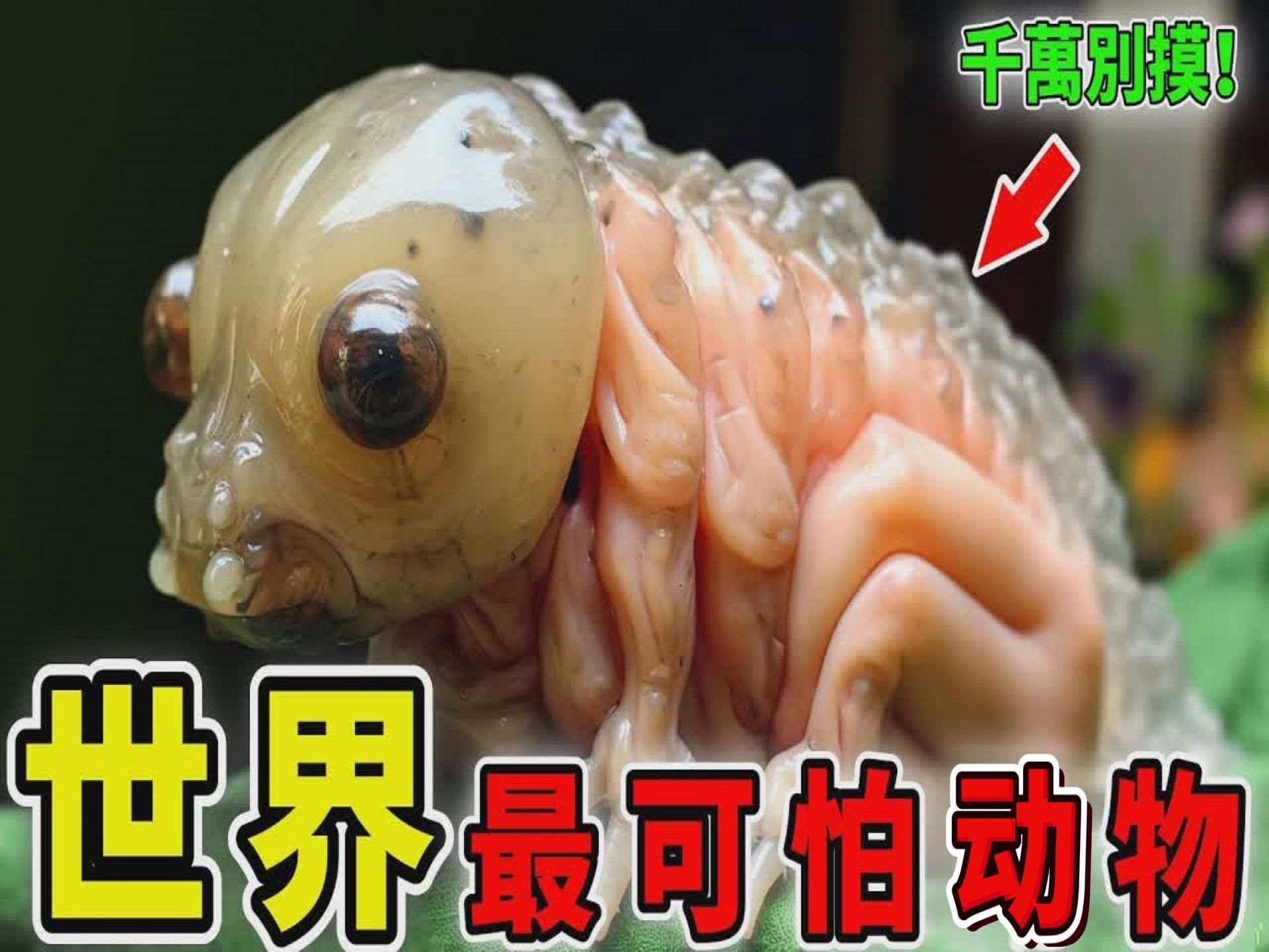 全世界上最可怕的10种动物,能将其他动物變成僵尸,第一名千万别摸_...