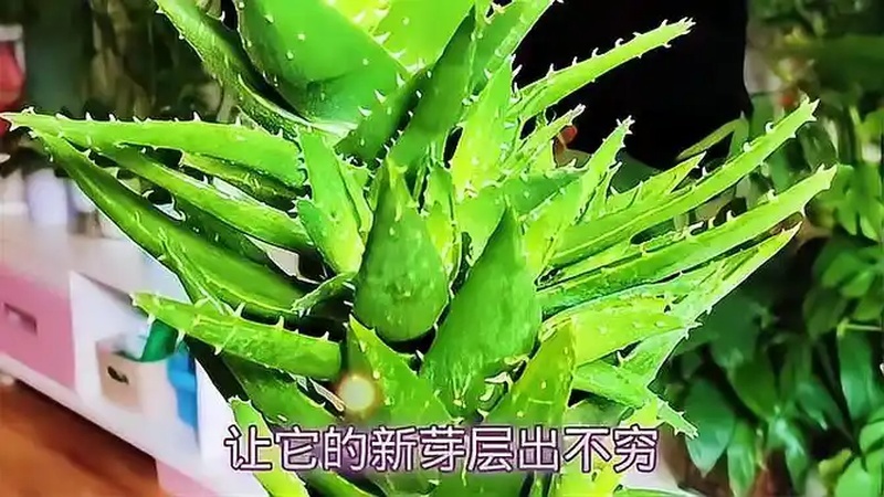 秋季如何才能养好芦荟?