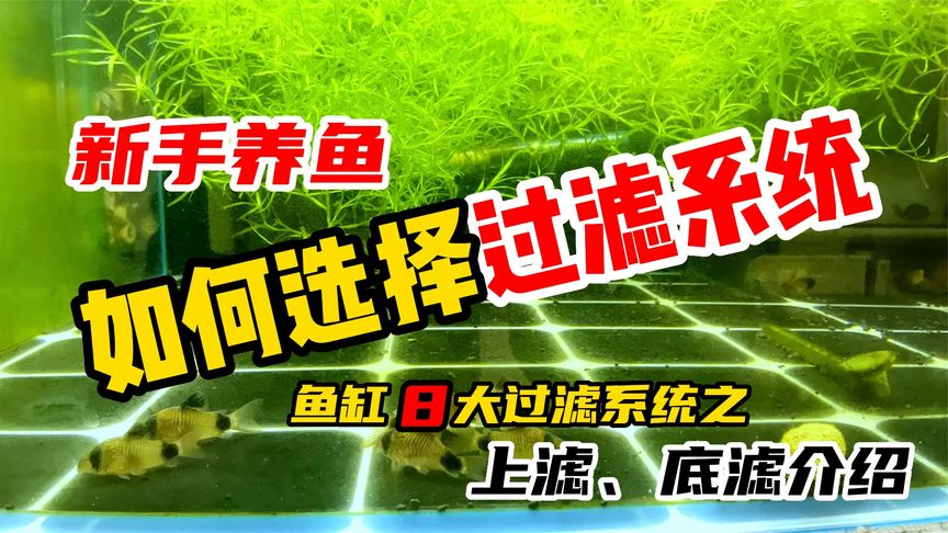 新手养鱼,鱼缸8大过滤系统之上滤、底滤如何选择,才能拒绝死鱼
