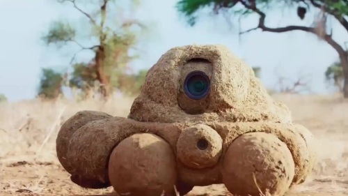 专家伪装成大象粪便,偷拍到心碎一幕