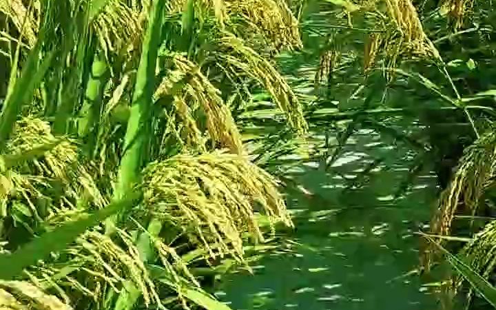优质高产杂交水稻品种哪里购?佳一农科高产杂交水稻种子