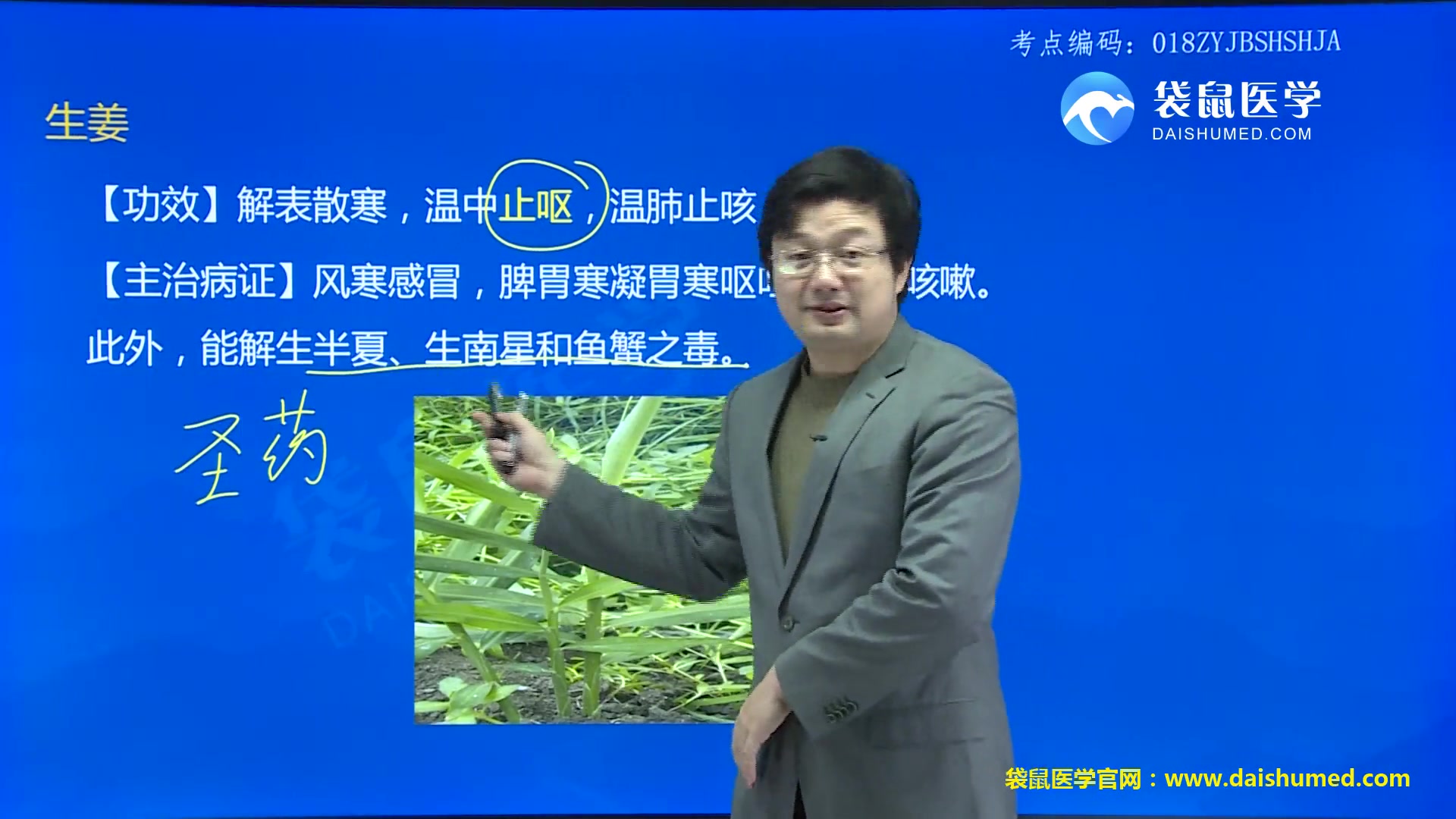 每天认识一味药——生姜