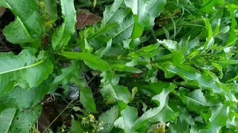 一种名叫土大黄的野生植物,它的根系药用价值高,看见不可错过